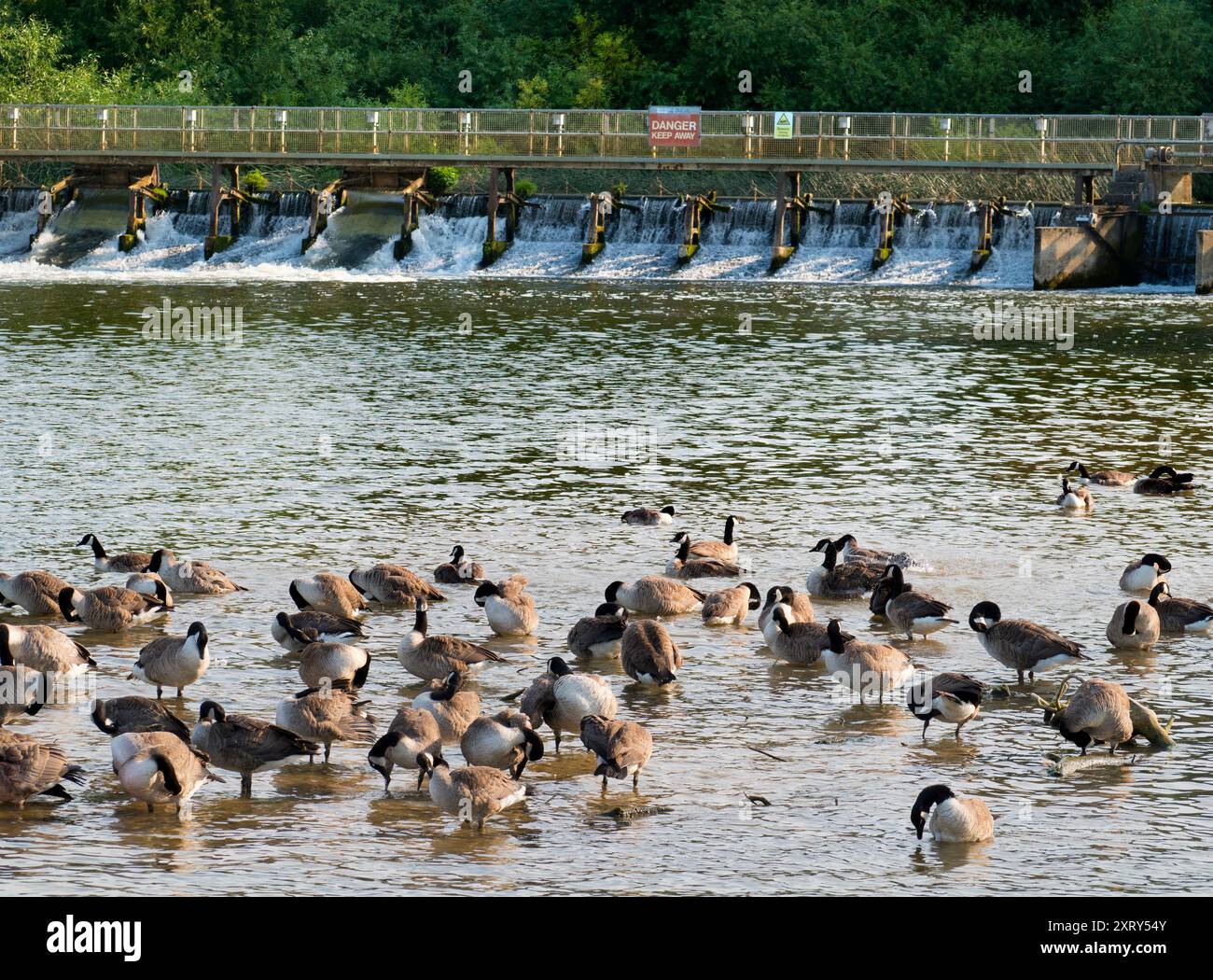 This handsome flock of Canada Geese and goslings is is resting in ...