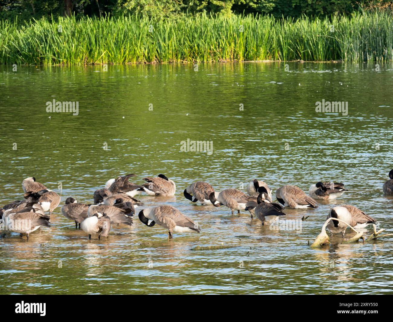 This handsome flock of Canada Geese is resting in shallow waters of the ...