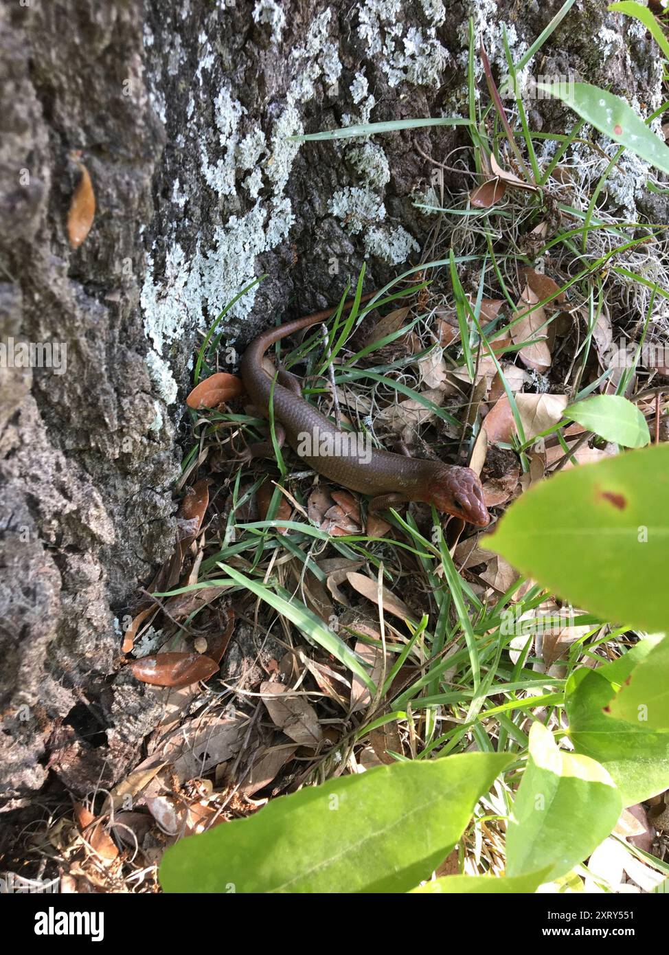 Broad-headed Skink (Plestiodon laticeps) Reptilia Stock Photo - Alamy