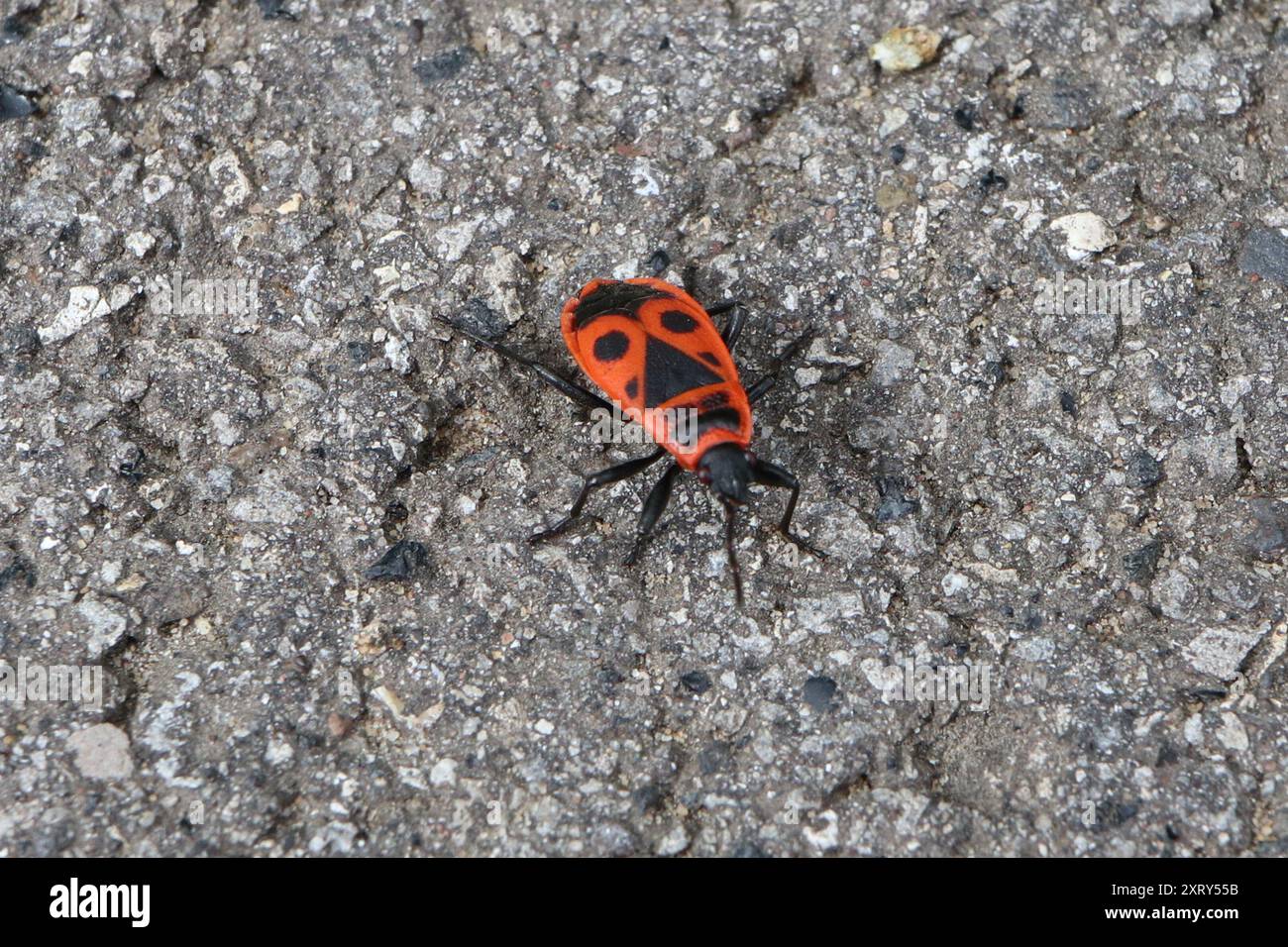 European Firebug (Pyrrhocoris apterus) Insecta Stock Photo - Alamy