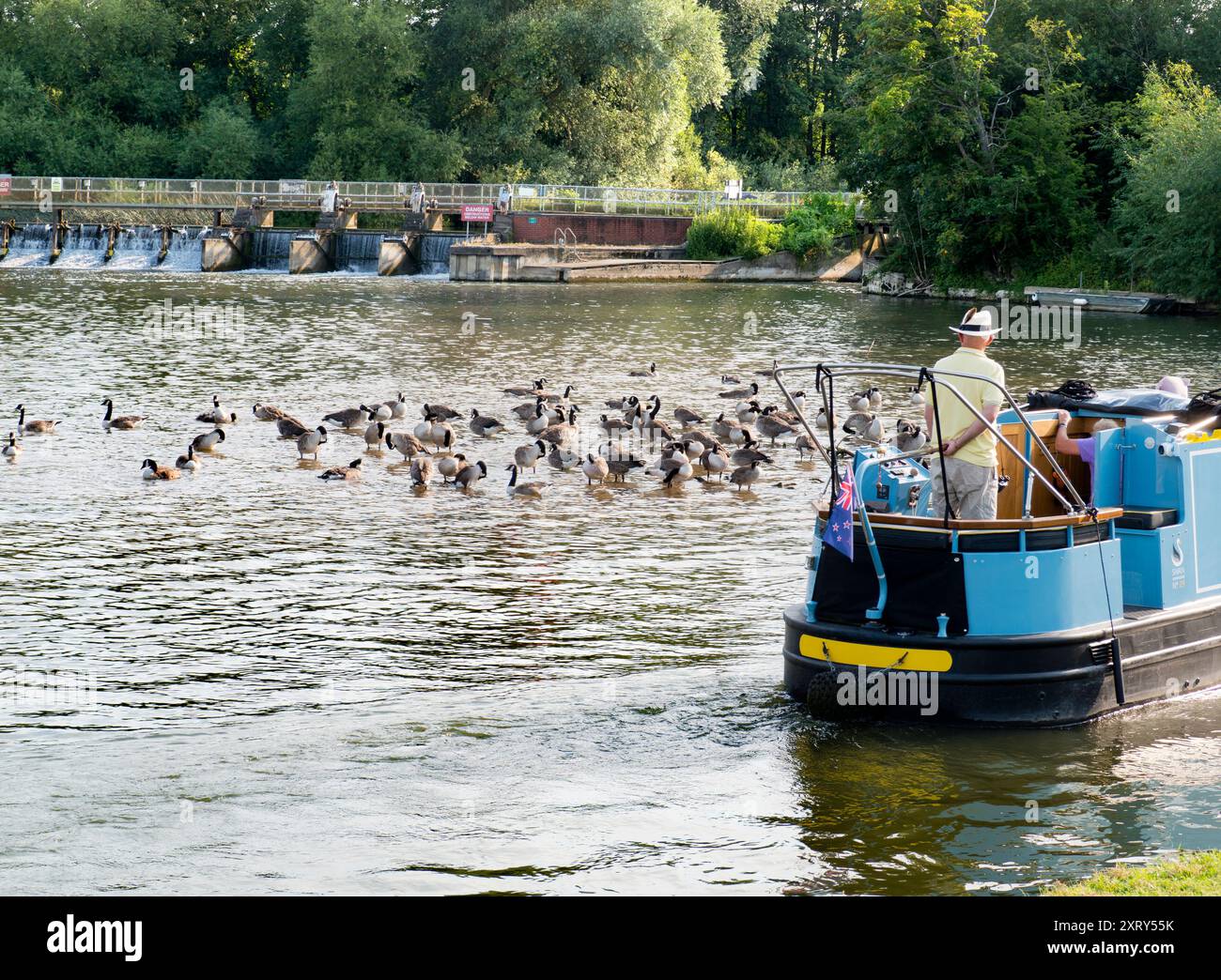 Flock of Canada geese on the Thames, houseboat passing by. Branta ...