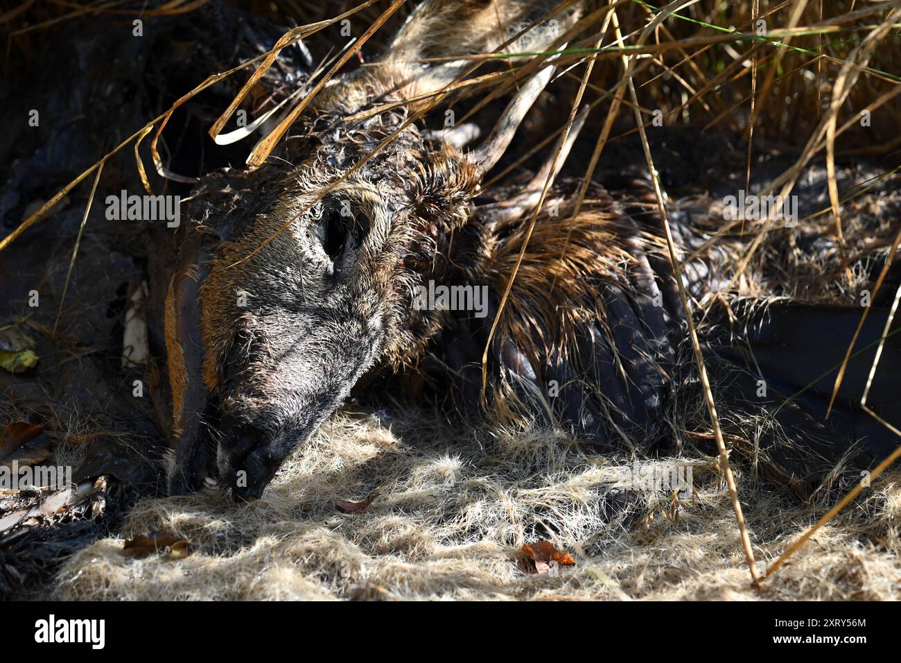 Carcass hunted animal hi-res stock photography and images - Alamy