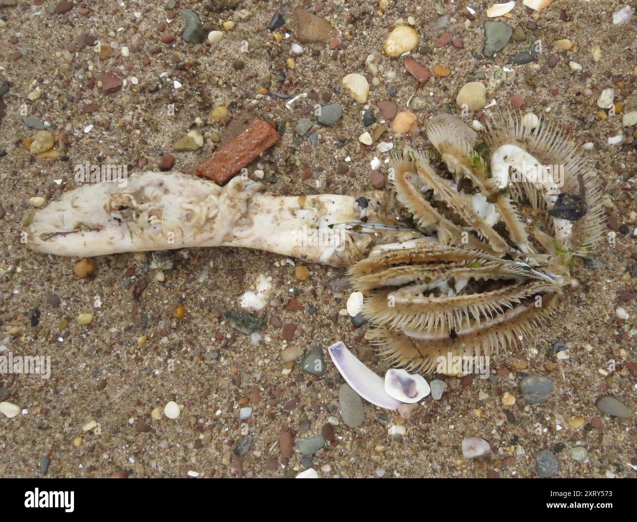 Ray-finned Fishes (Actinopterygii) Actinopterygii Stock Photo - Alamy