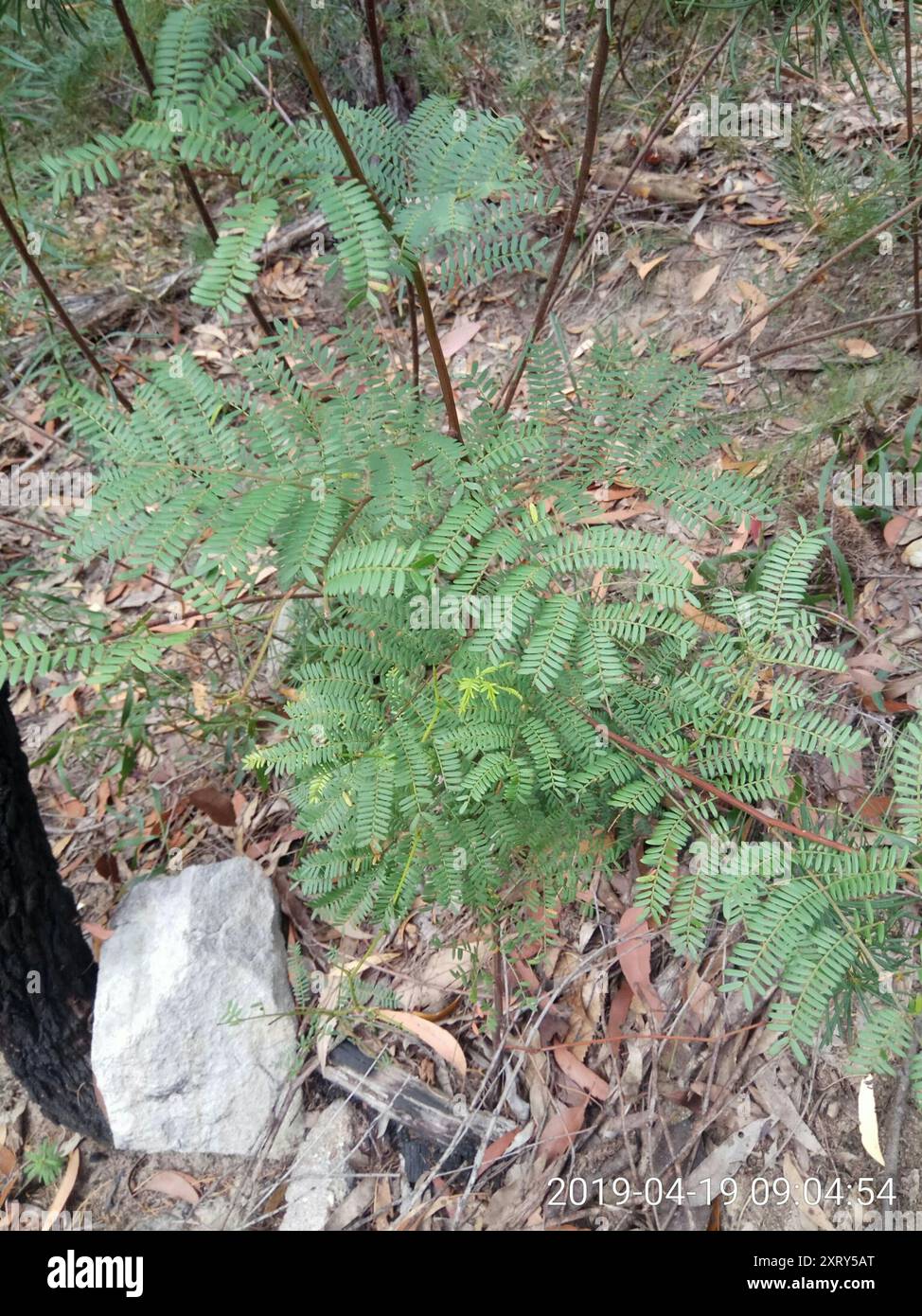 Sunshine Wattle (Acacia terminalis) Plantae Stock Photo - Alamy