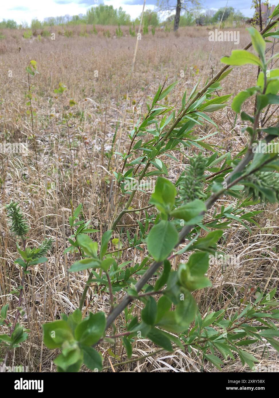 Rusty Willow (Salix atrocinerea) Plantae Stock Photo - Alamy