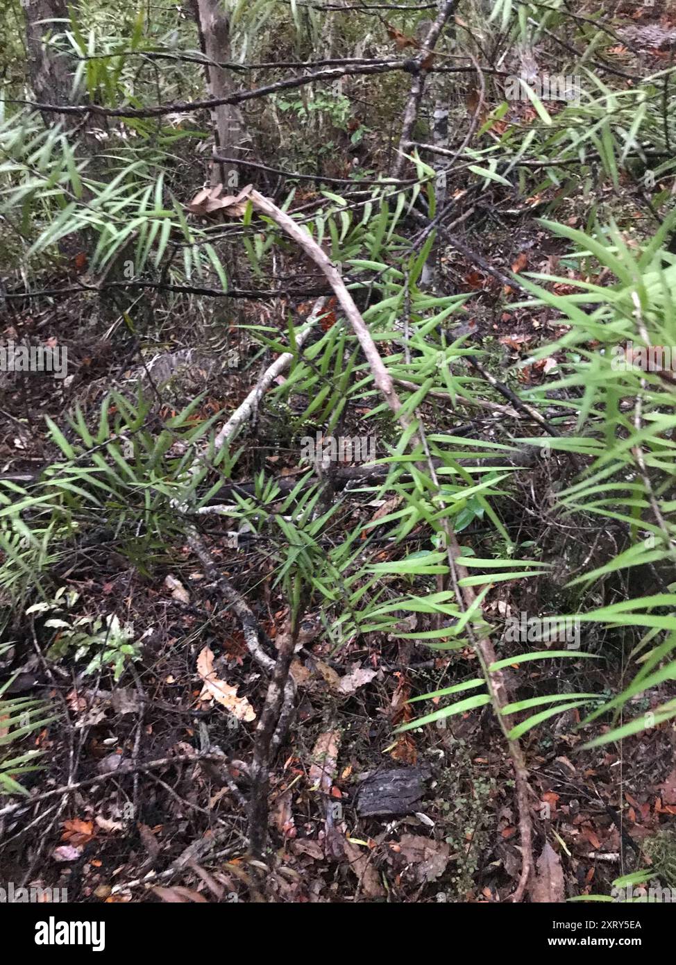 Hall's totara (Podocarpus laetus) Plantae Stock Photo - Alamy