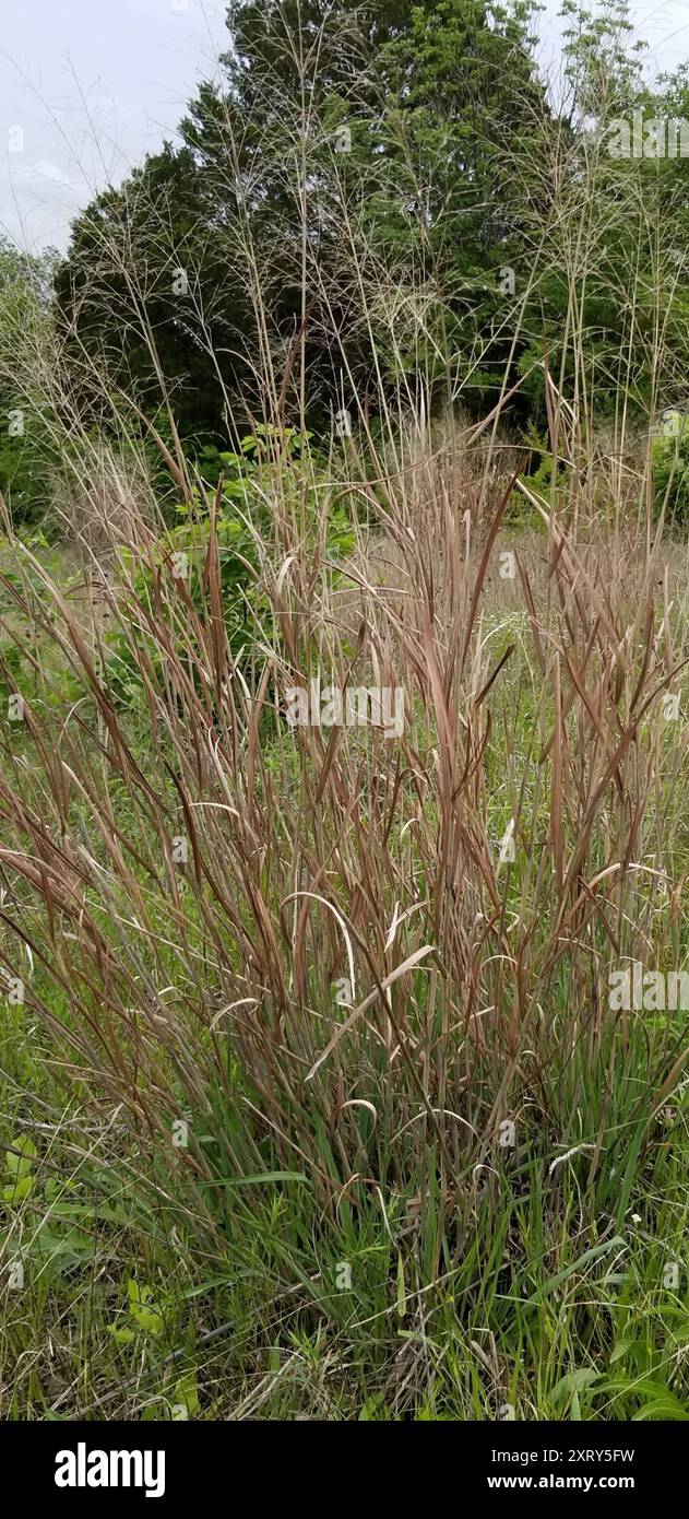 switchgrass (Panicum virgatum) Plantae Stock Photo - Alamy