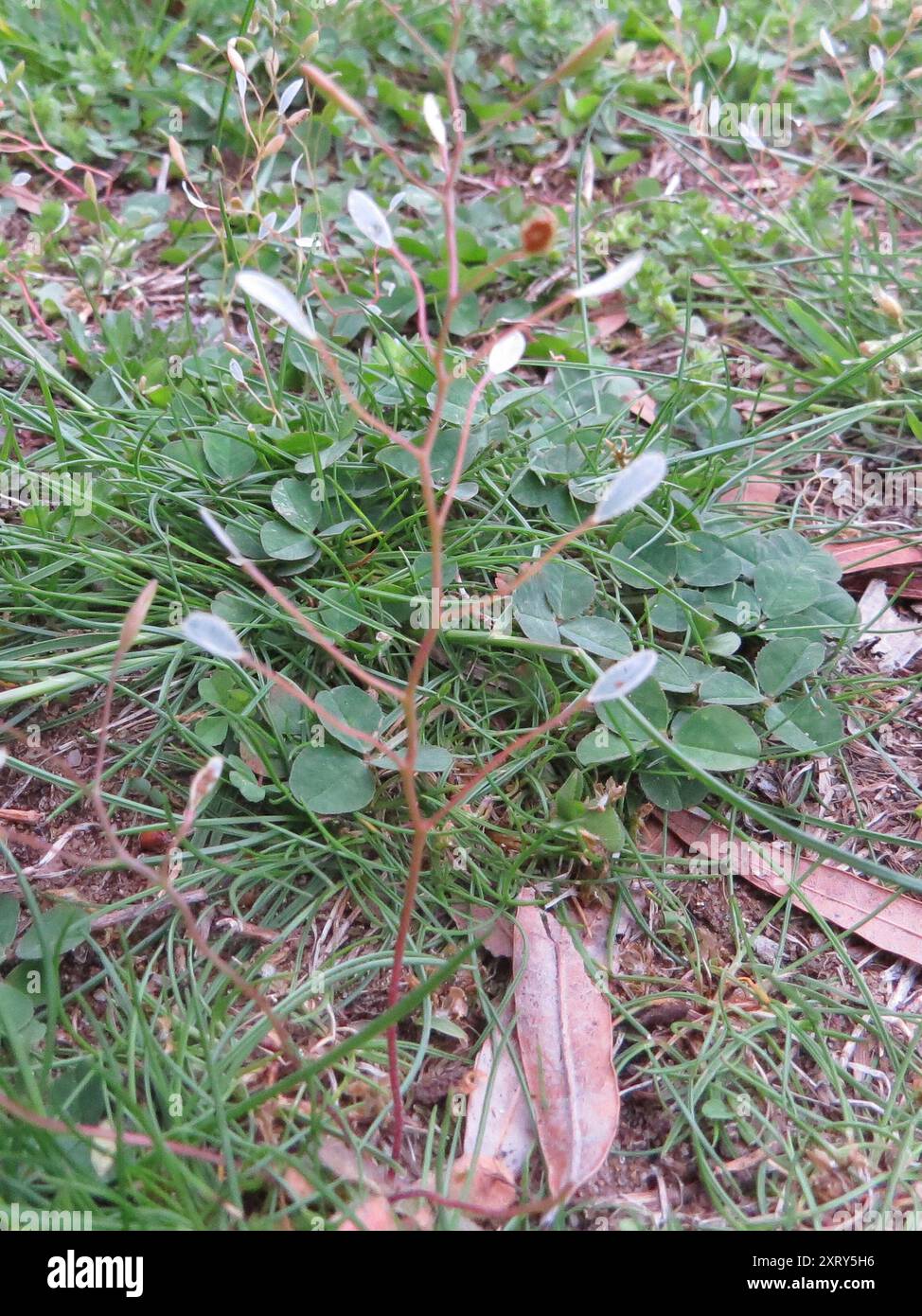 Common Whitlowgrass (Draba verna) Plantae Stock Photo - Alamy