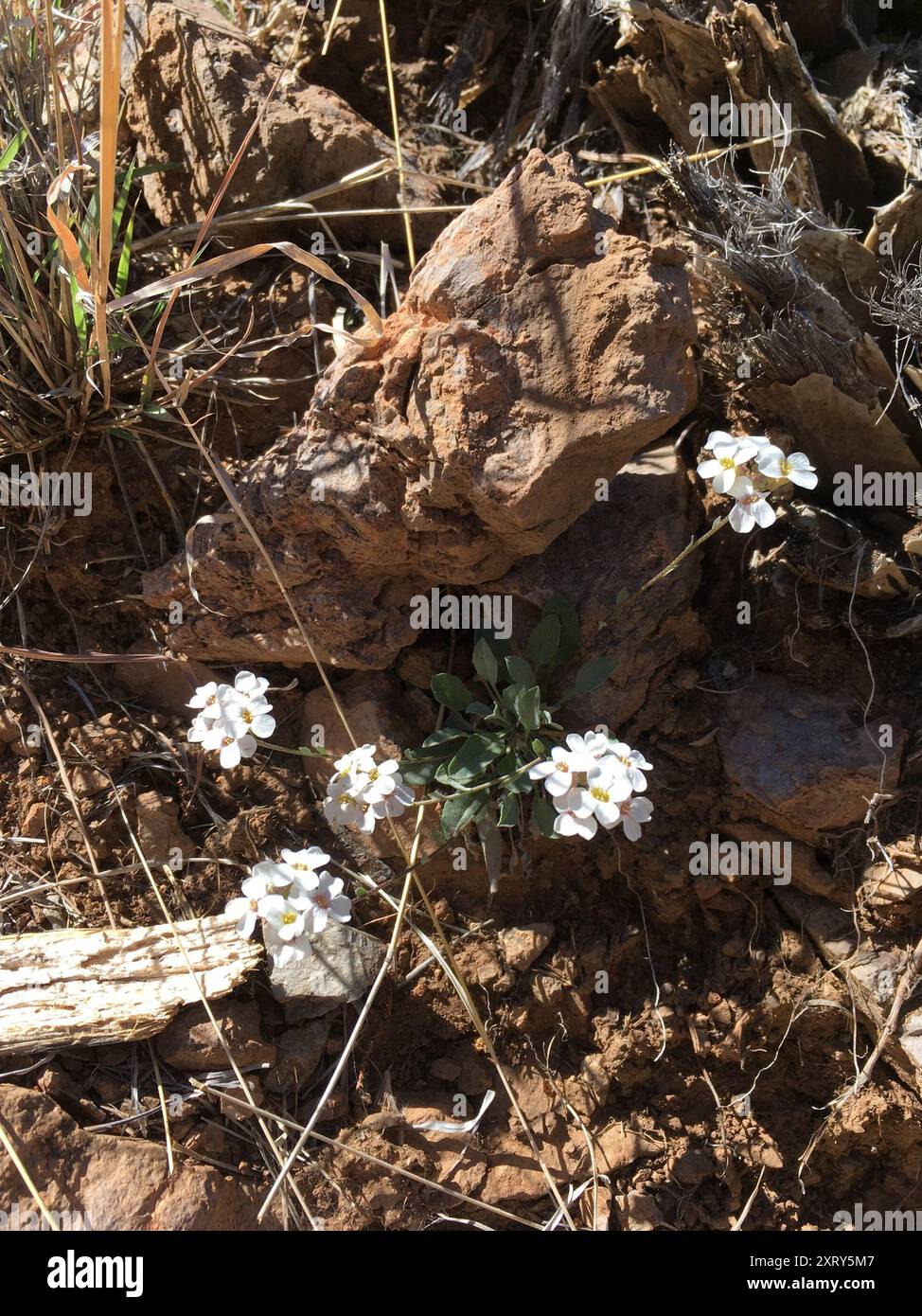 white bladderpod (Physaria purpurea) Plantae Stock Photo - Alamy