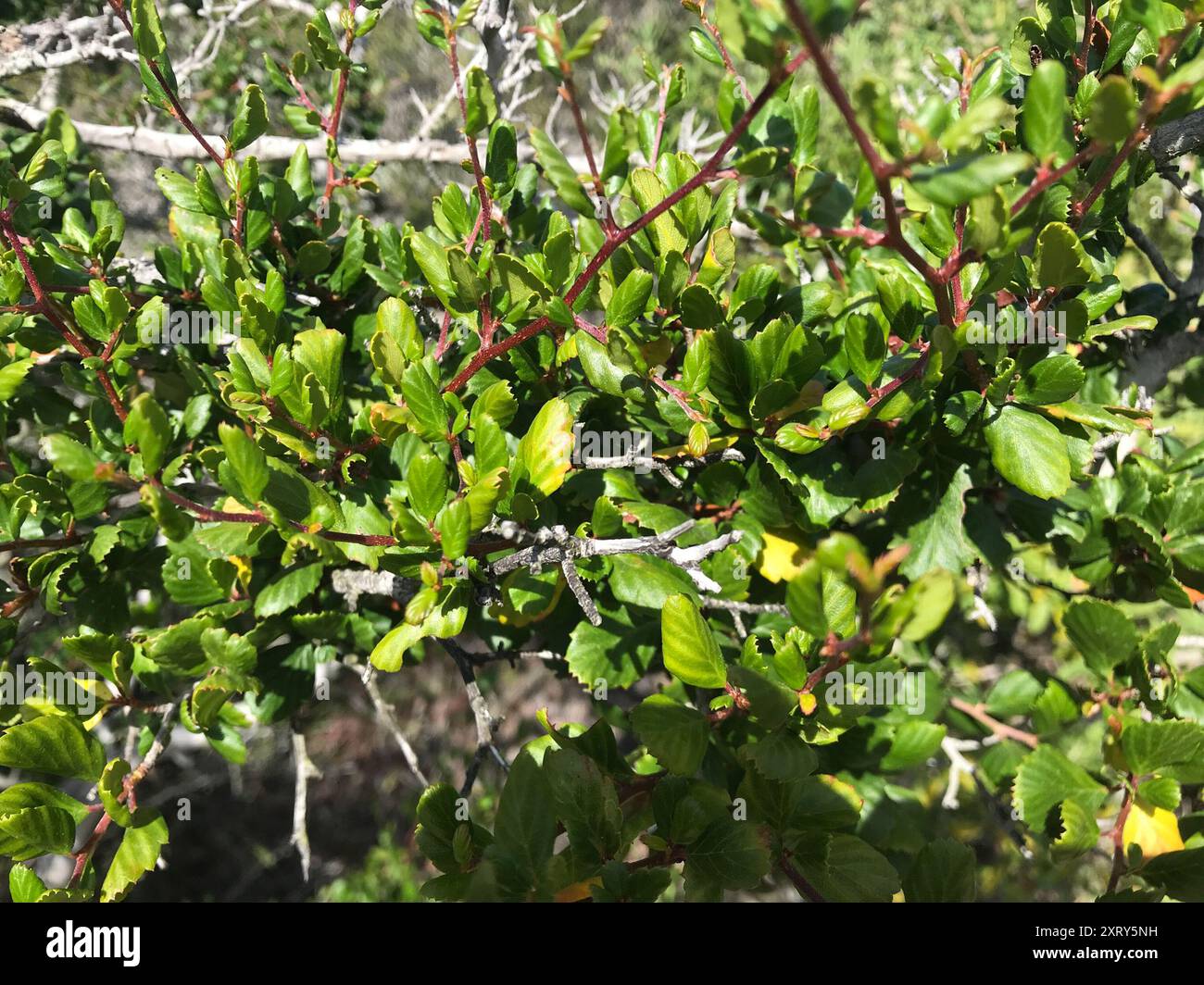 smooth mountain mahogany (Cercocarpus minutiflorus) Plantae Stock Photo ...