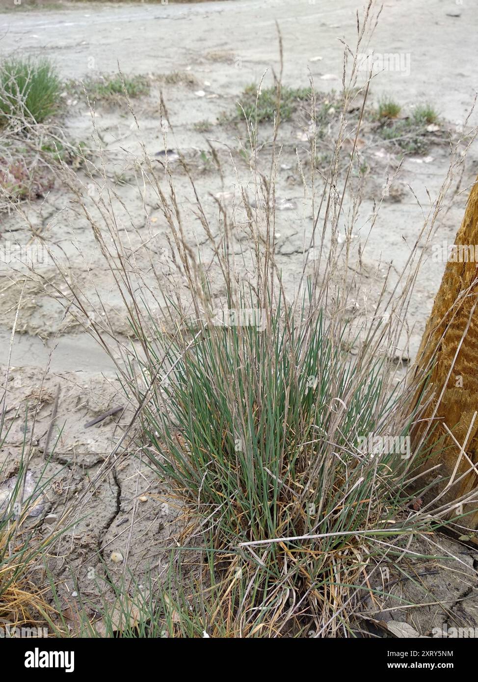 grasses (Poaceae) Plantae Stock Photo - Alamy