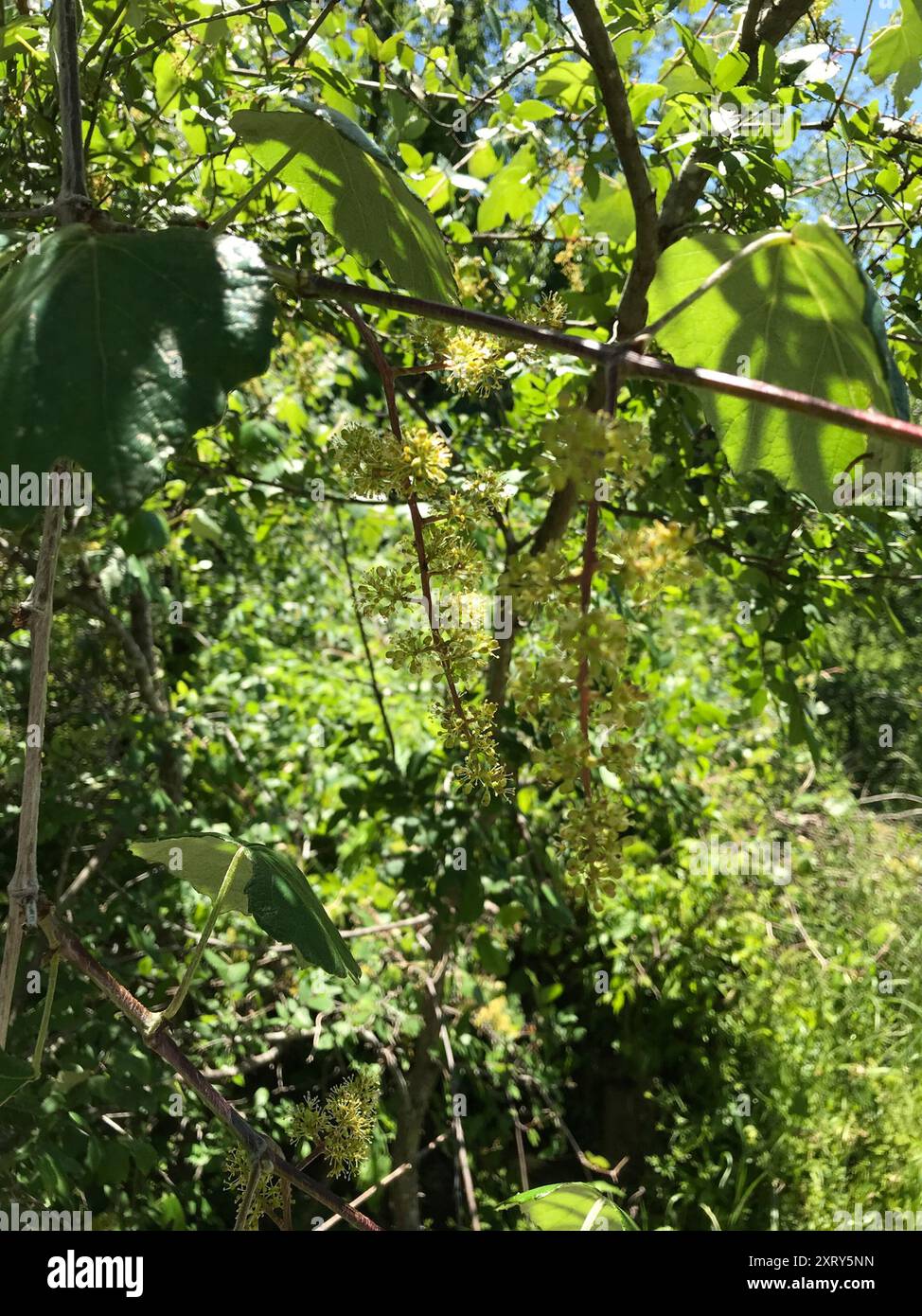 mustang grape (Vitis mustangensis) Plantae Stock Photo - Alamy