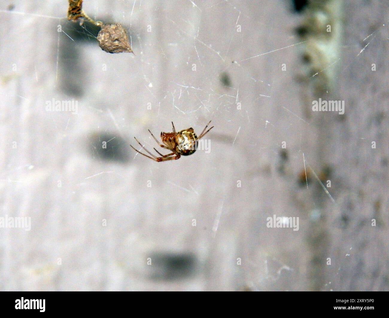 Common House Spider (Parasteatoda tepidariorum) Arachnida Stock Photo ...