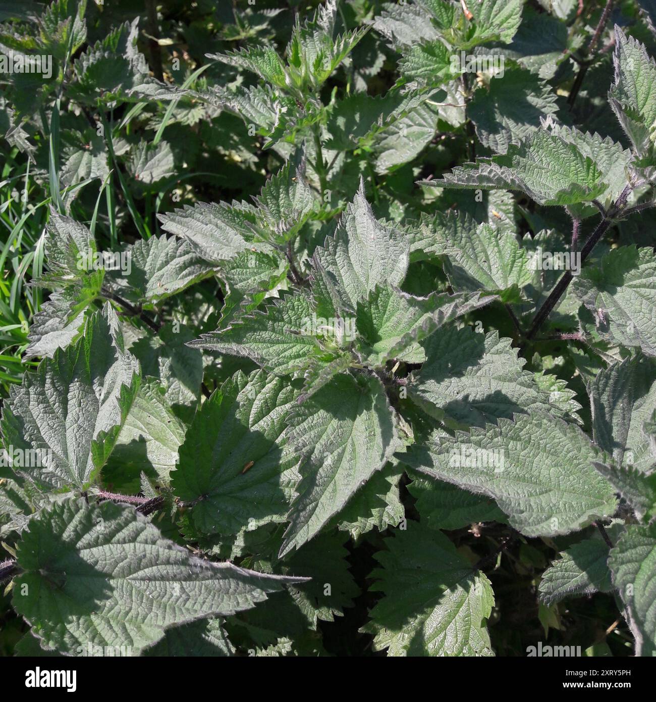 great stinging nettle (Urtica dioica) Plantae Stock Photo - Alamy