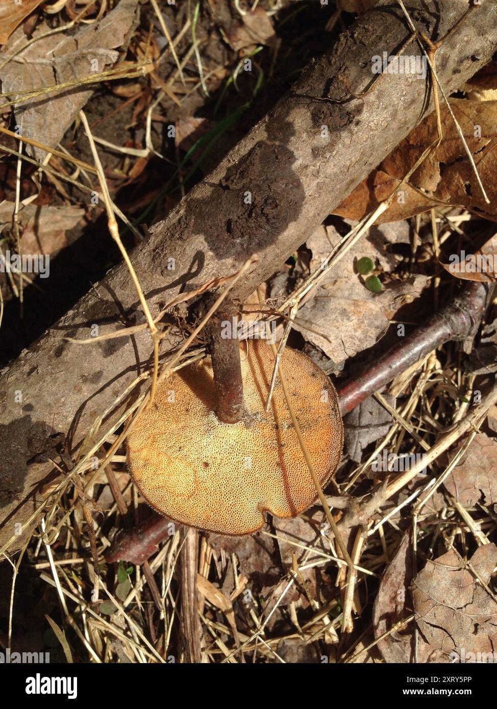 Lentinus brumalis hi-res stock photography and images - Alamy