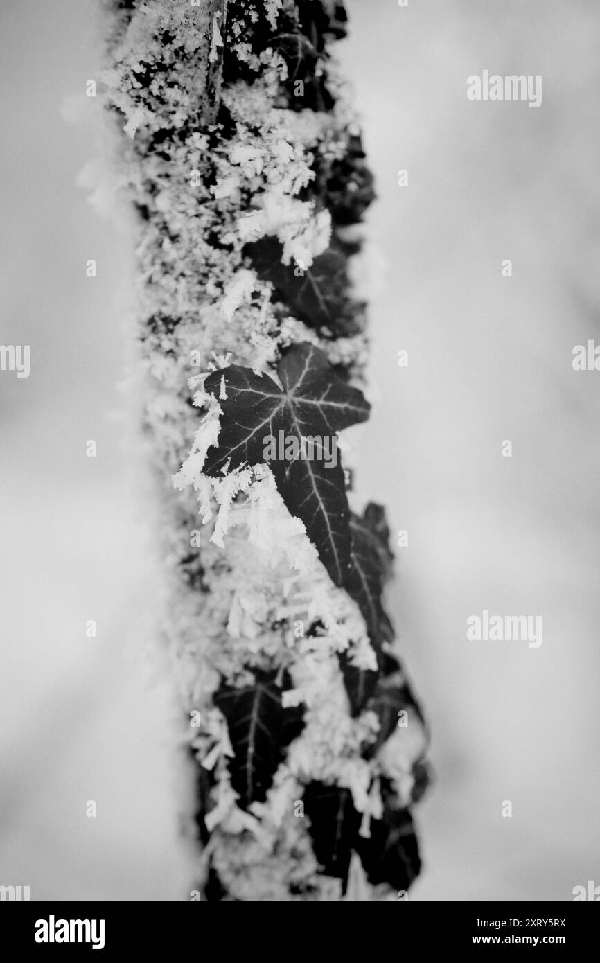 Snow on tree snowfall Black and White Stock Photos & Images - Alamy