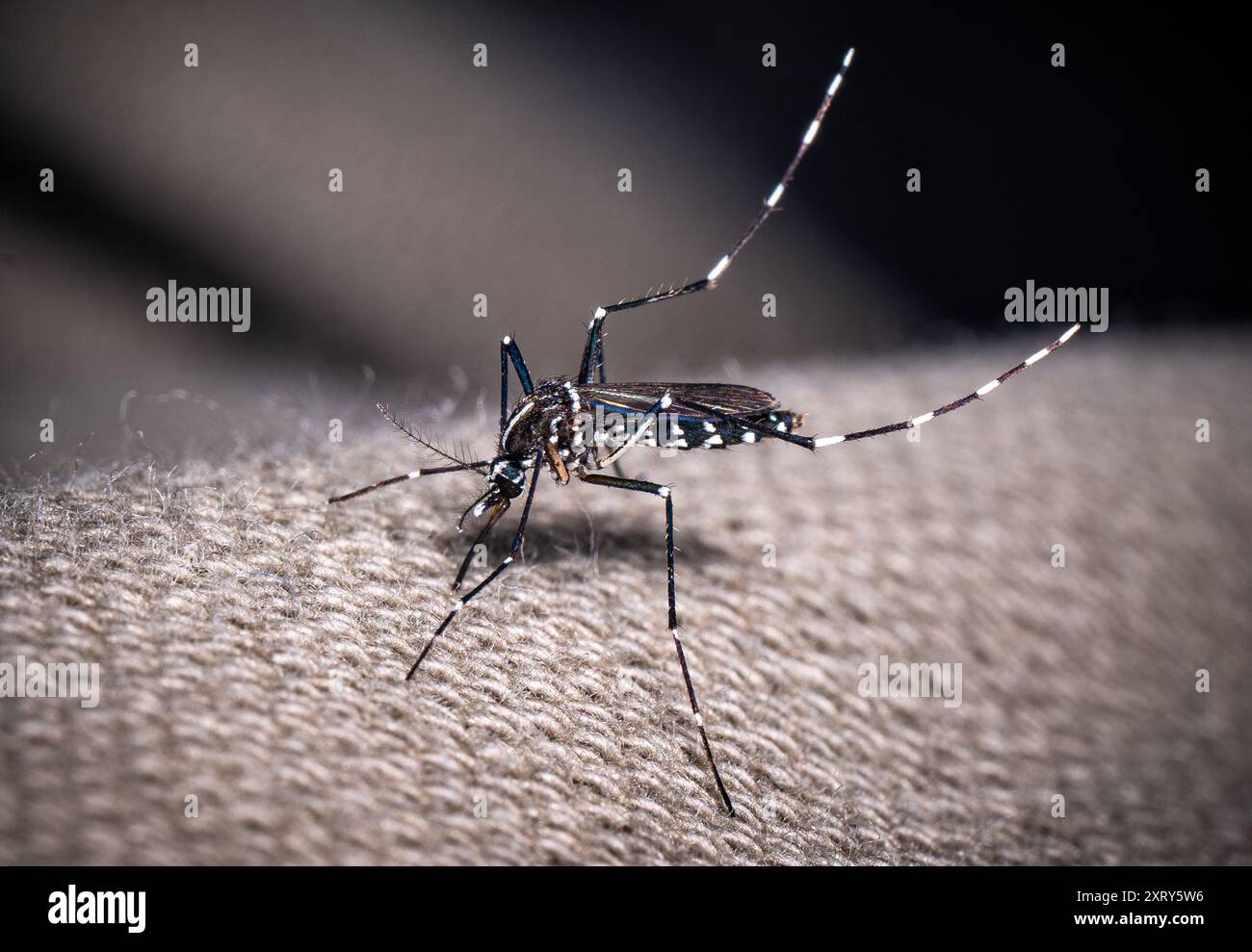 Paris, France. 07th Aug, 2024. A tiger mosquito (Aedes albopictus) is ...