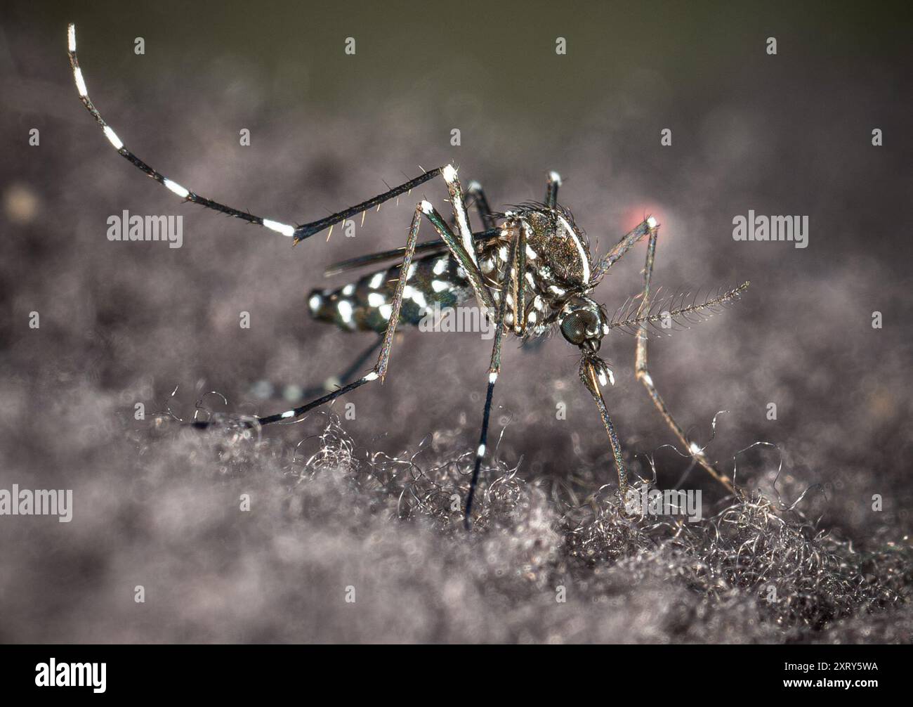 Mosquito biting arm hi-res stock photography and images - Alamy