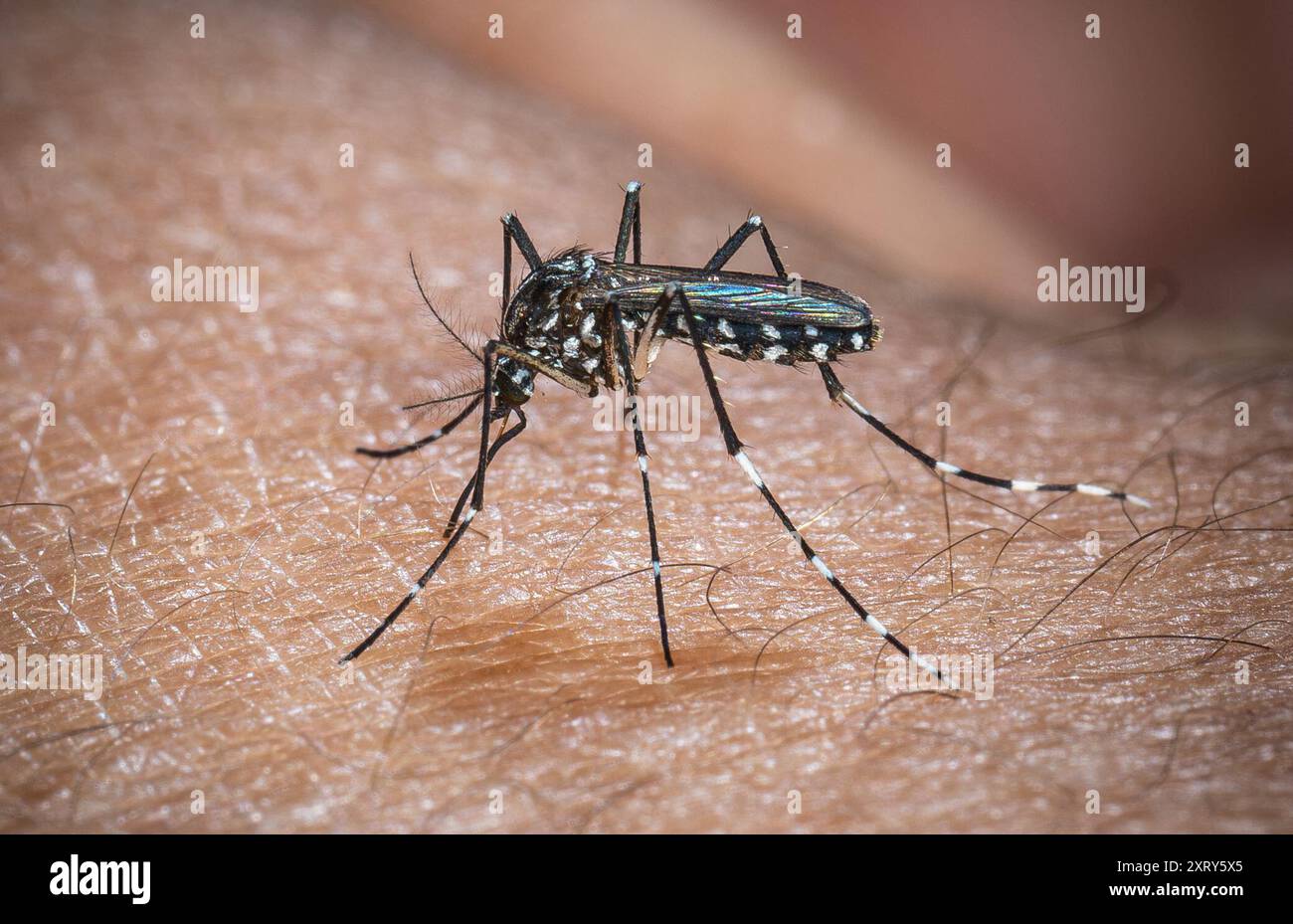 Paris, France. 07th Aug, 2024. A tiger mosquito (Aedes albopictus) is ...