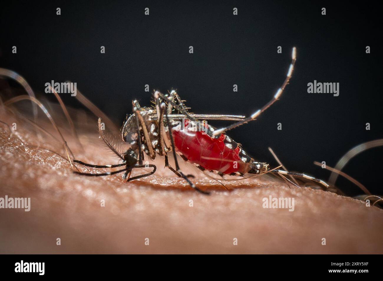 Paris, France. 07th Aug, 2024. A tiger mosquito (Aedes albopictus) is ...