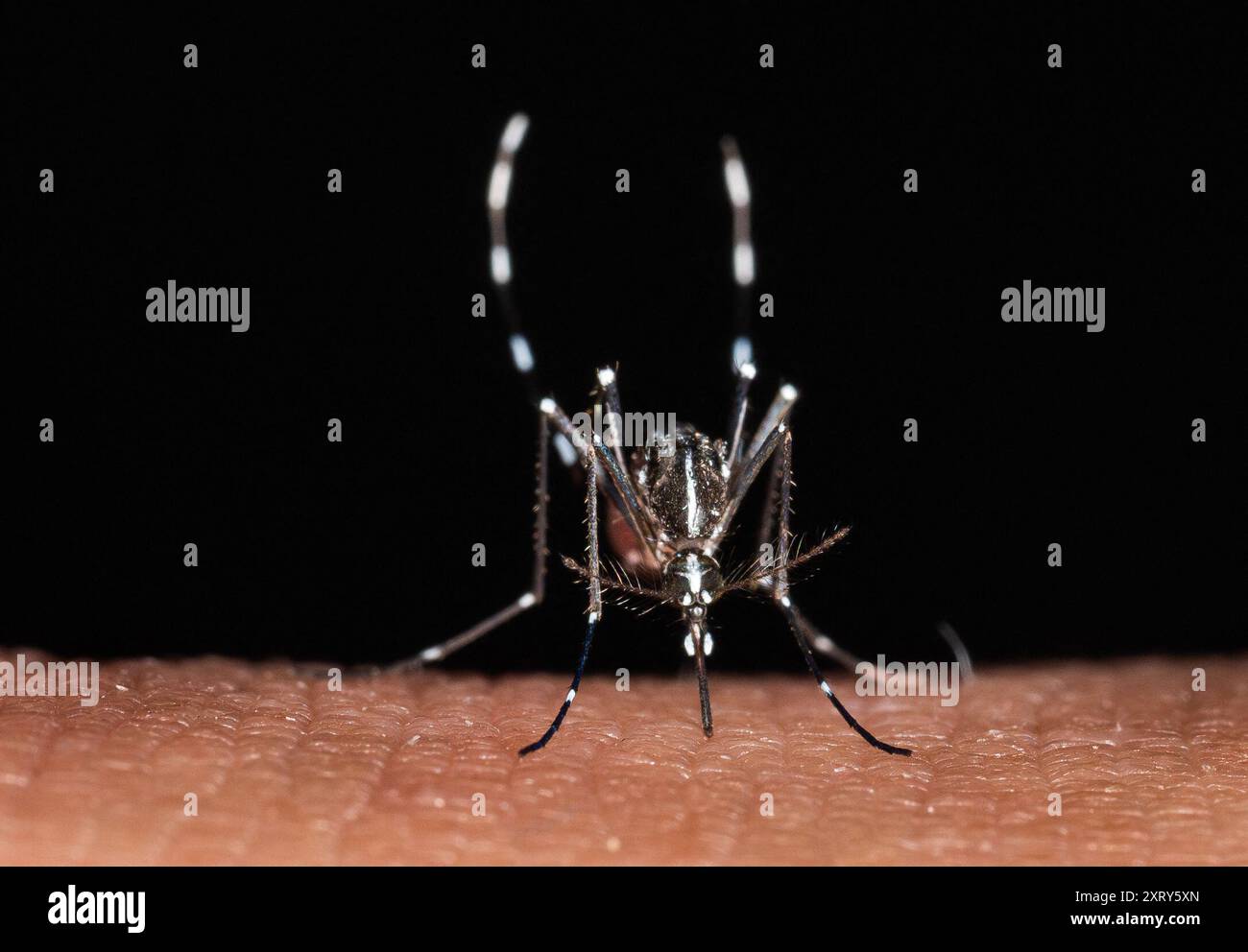 Paris, France. 06th Aug, 2024. A tiger mosquito (Aedes albopictus) is ...