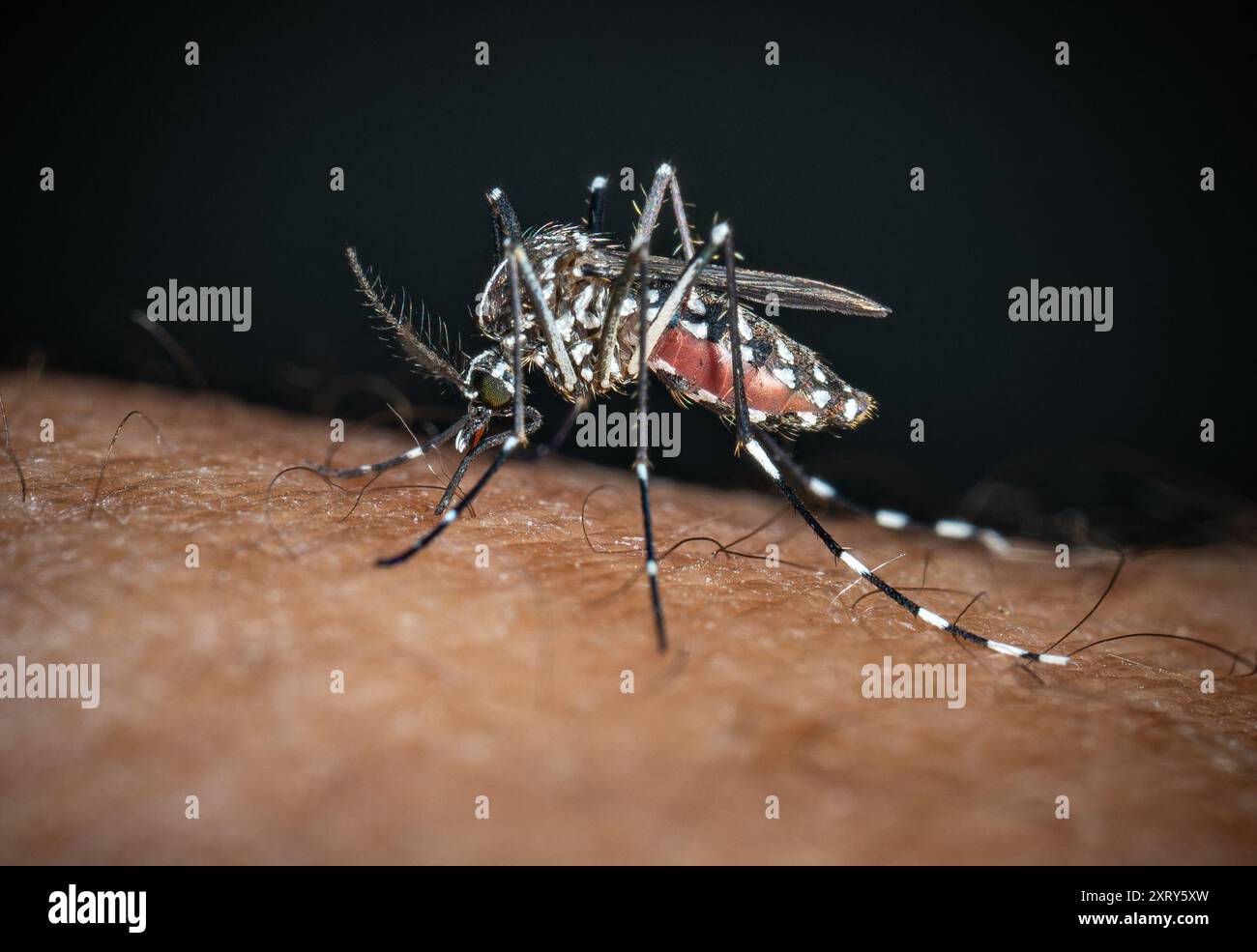 Paris, France. 07th Aug, 2024. A tiger mosquito (Aedes albopictus) is ...
