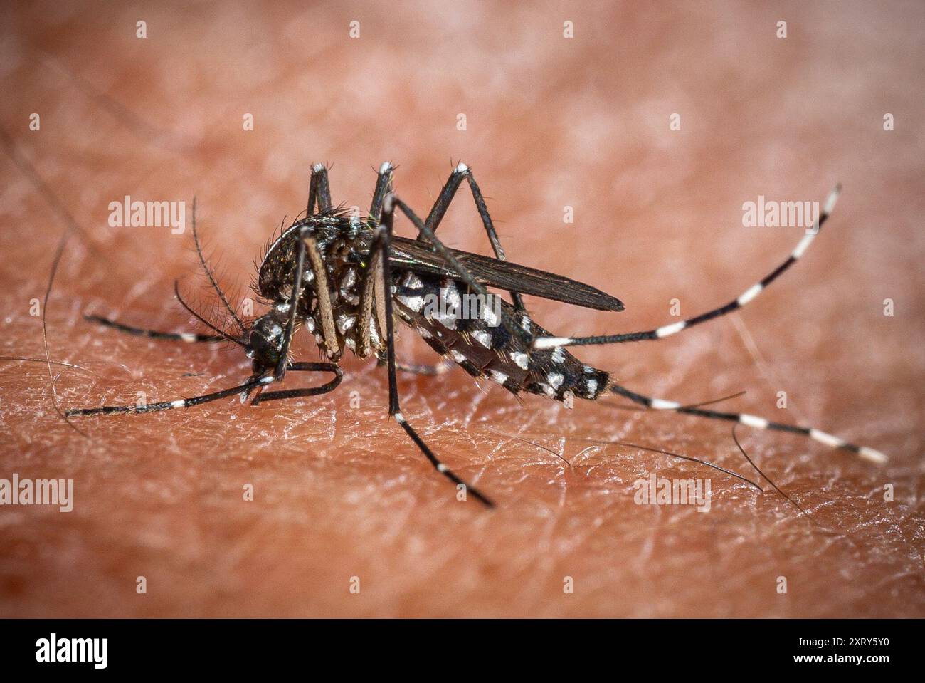 Paris, France. 07th Aug, 2024. A tiger mosquito (Aedes albopictus) is ...