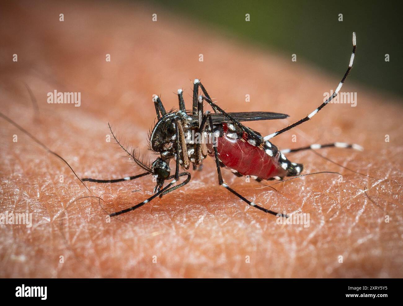 Paris, France. 07th Aug, 2024. A tiger mosquito (Aedes albopictus) is ...