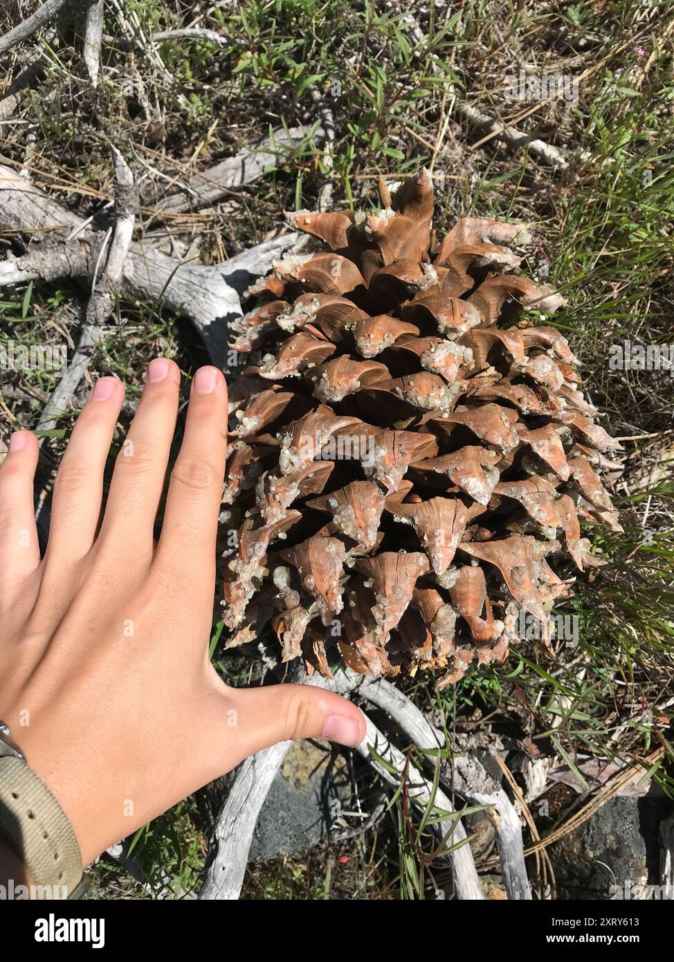 gray pine (Pinus sabiniana) Plantae Stock Photo - Alamy