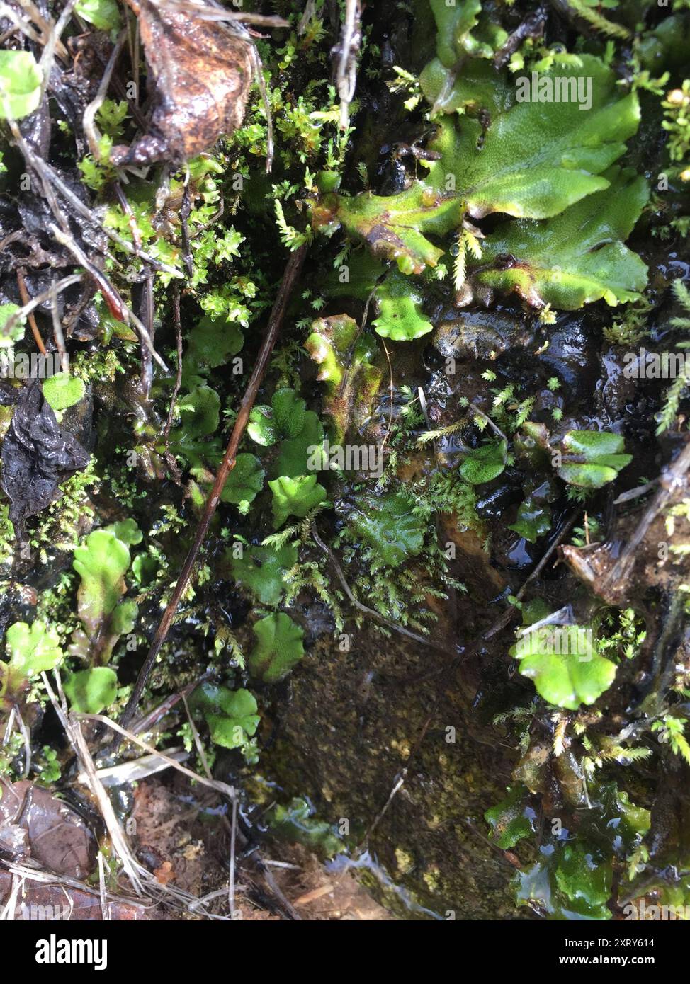 Common Liverwort (Marchantia polymorpha) Plantae Stock Photo - Alamy
