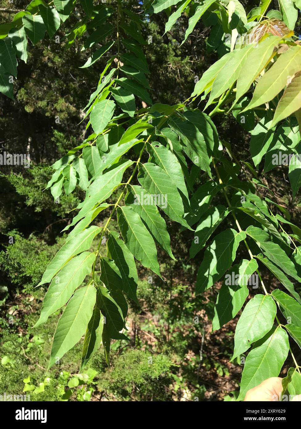 tree-of-heaven (Ailanthus altissima) Plantae Stock Photo - Alamy