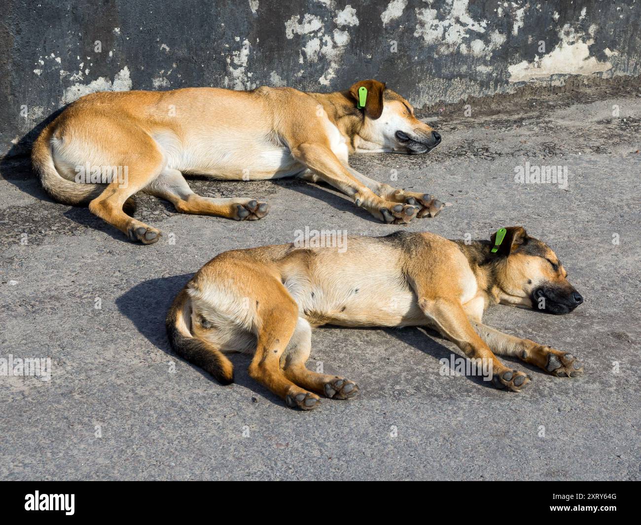 Homeless dogs hi-res stock photography and images - Alamy