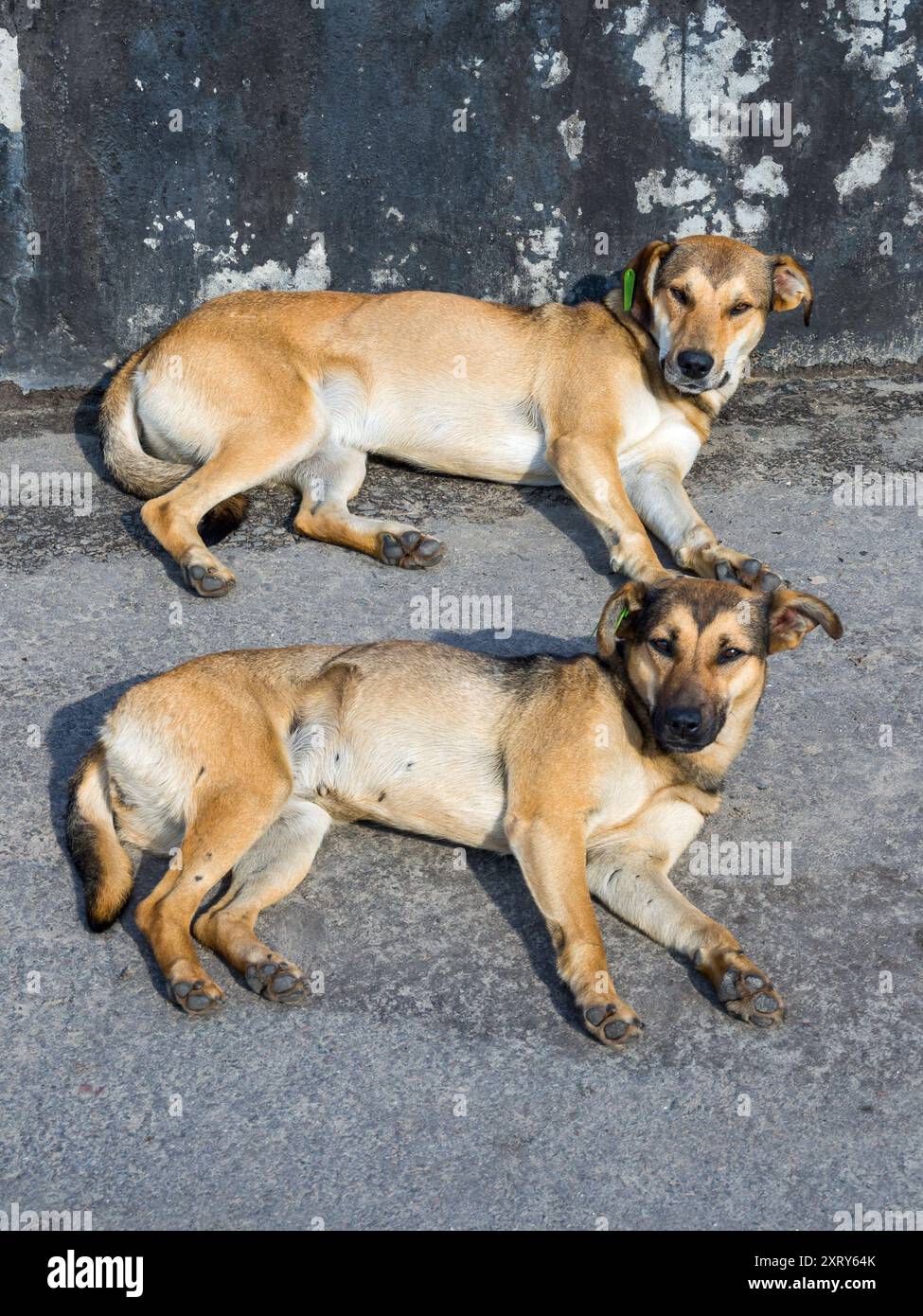 Two homeless lying dogs looking at the camera Stock Photo - Alamy