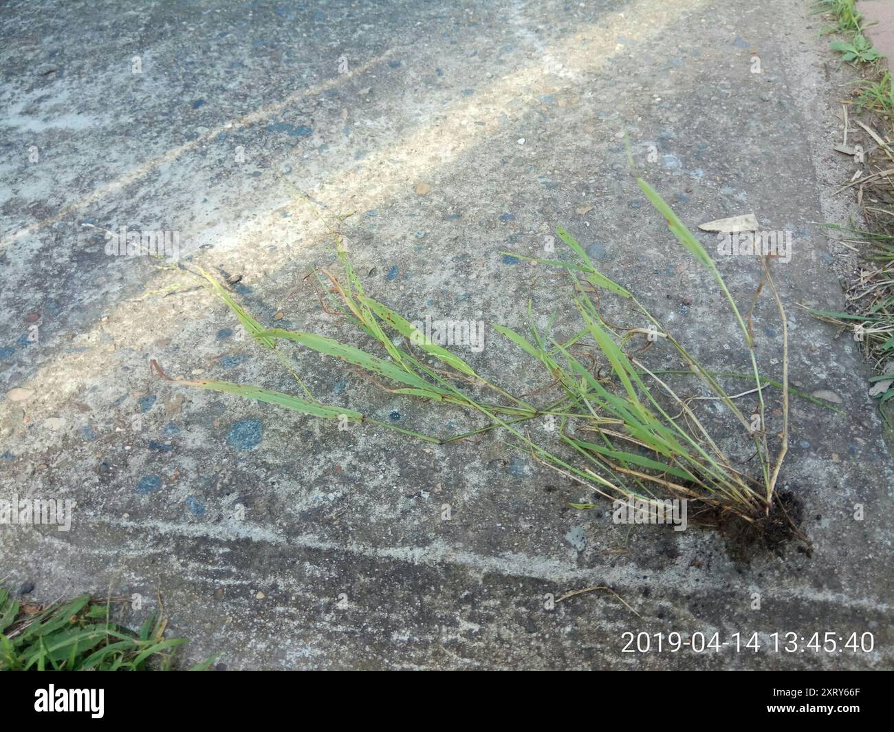 panic veldtgrass (Ehrharta erecta) Plantae Stock Photo - Alamy