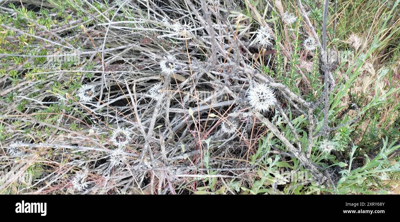 silverpuffs (Uropappus lindleyi) Plantae Stock Photo - Alamy
