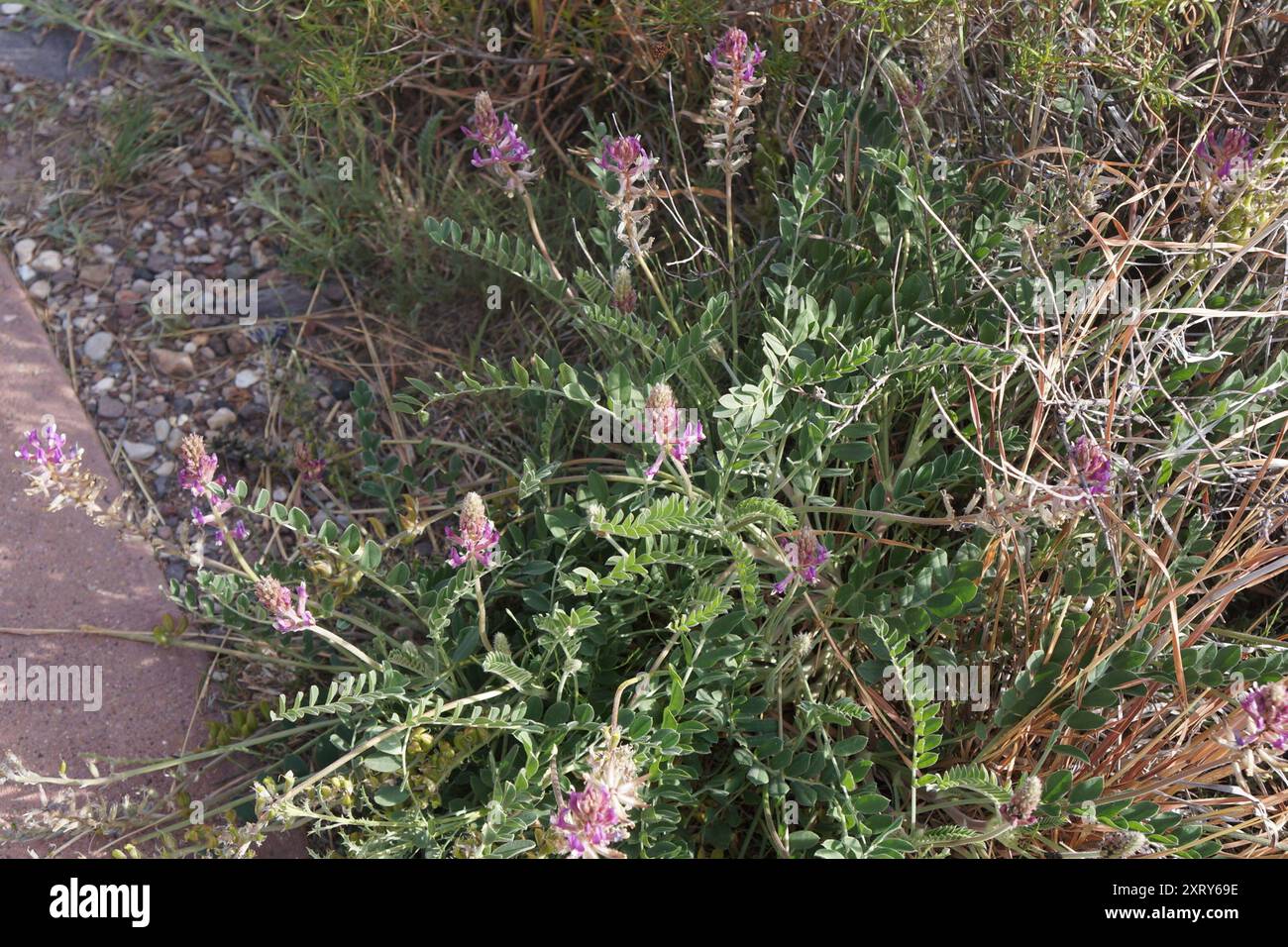 Woolly Locoweed (Astragalus mollissimus) Plantae Stock Photo - Alamy