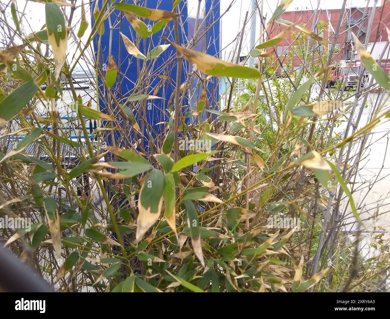 fishpole bamboo (Phyllostachys aurea) Plantae Stock Photo - Alamy