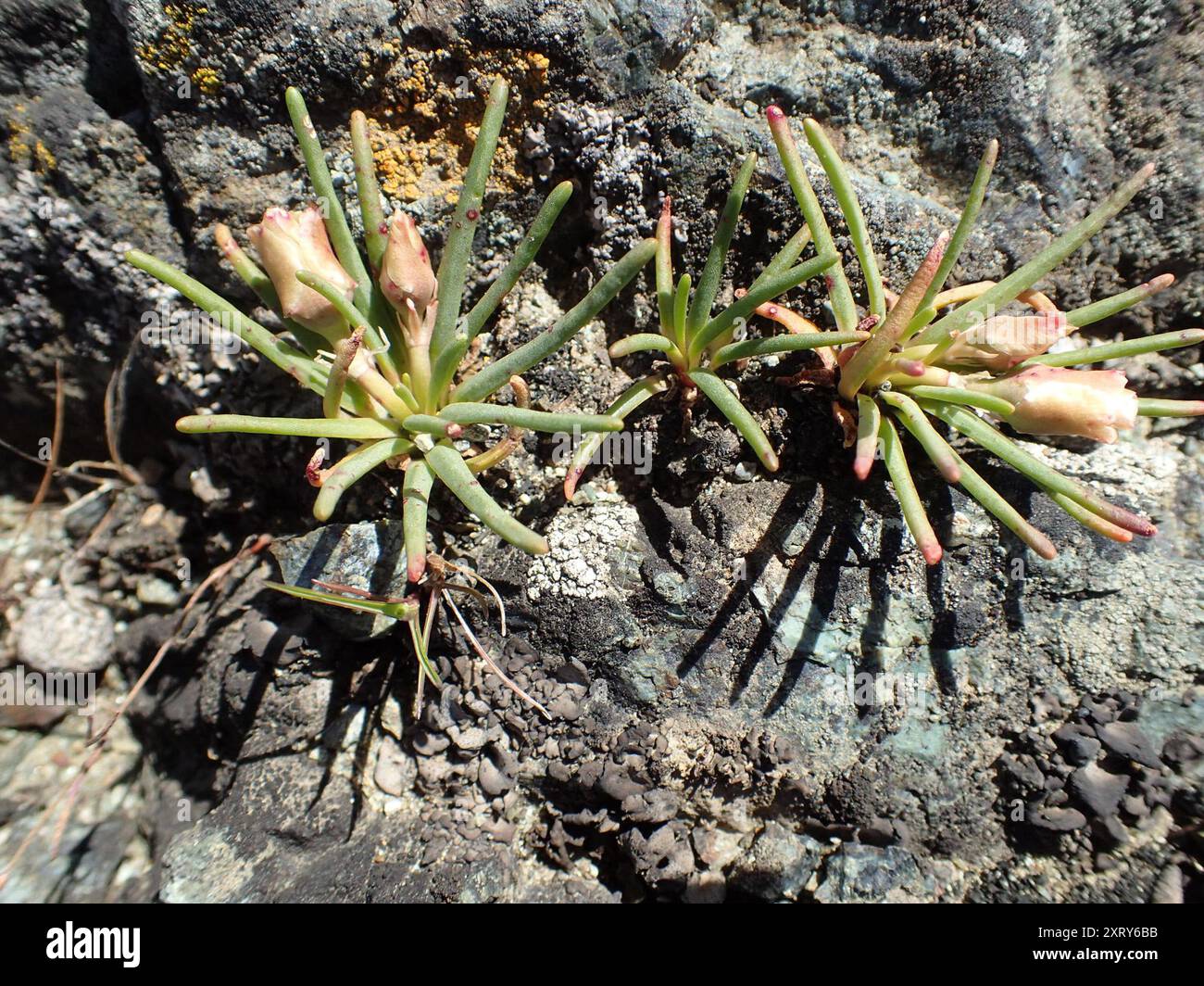 Bitterroot (Lewisia rediviva) Plantae Stock Photo - Alamy