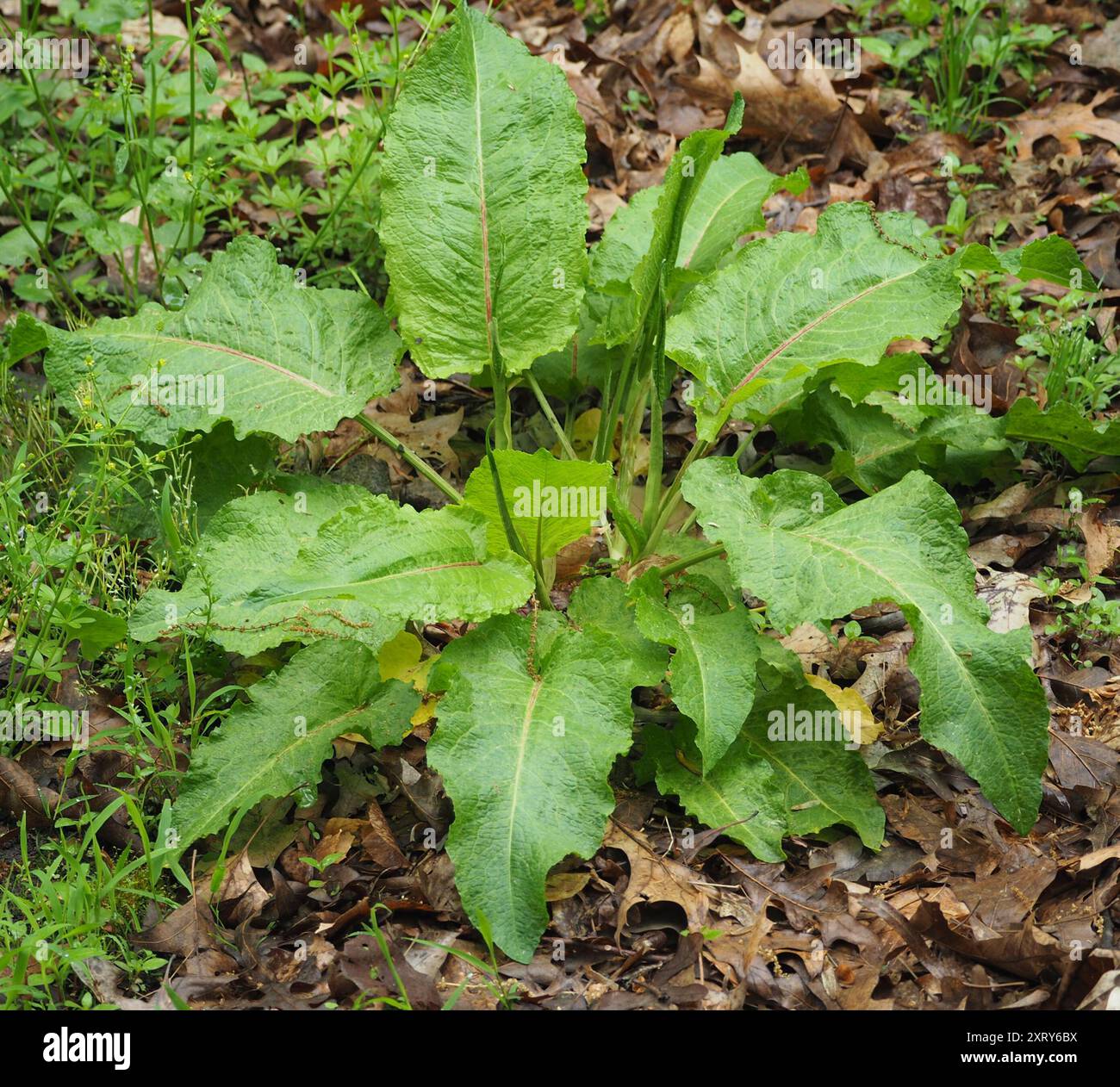 broad-leaved dock (Rumex obtusifolius) Plantae Stock Photo - Alamy