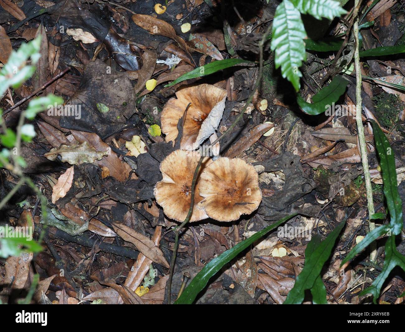 Austral Honey Mushroom (Armillaria novae-zelandiae) Fungi Stock Photo ...
