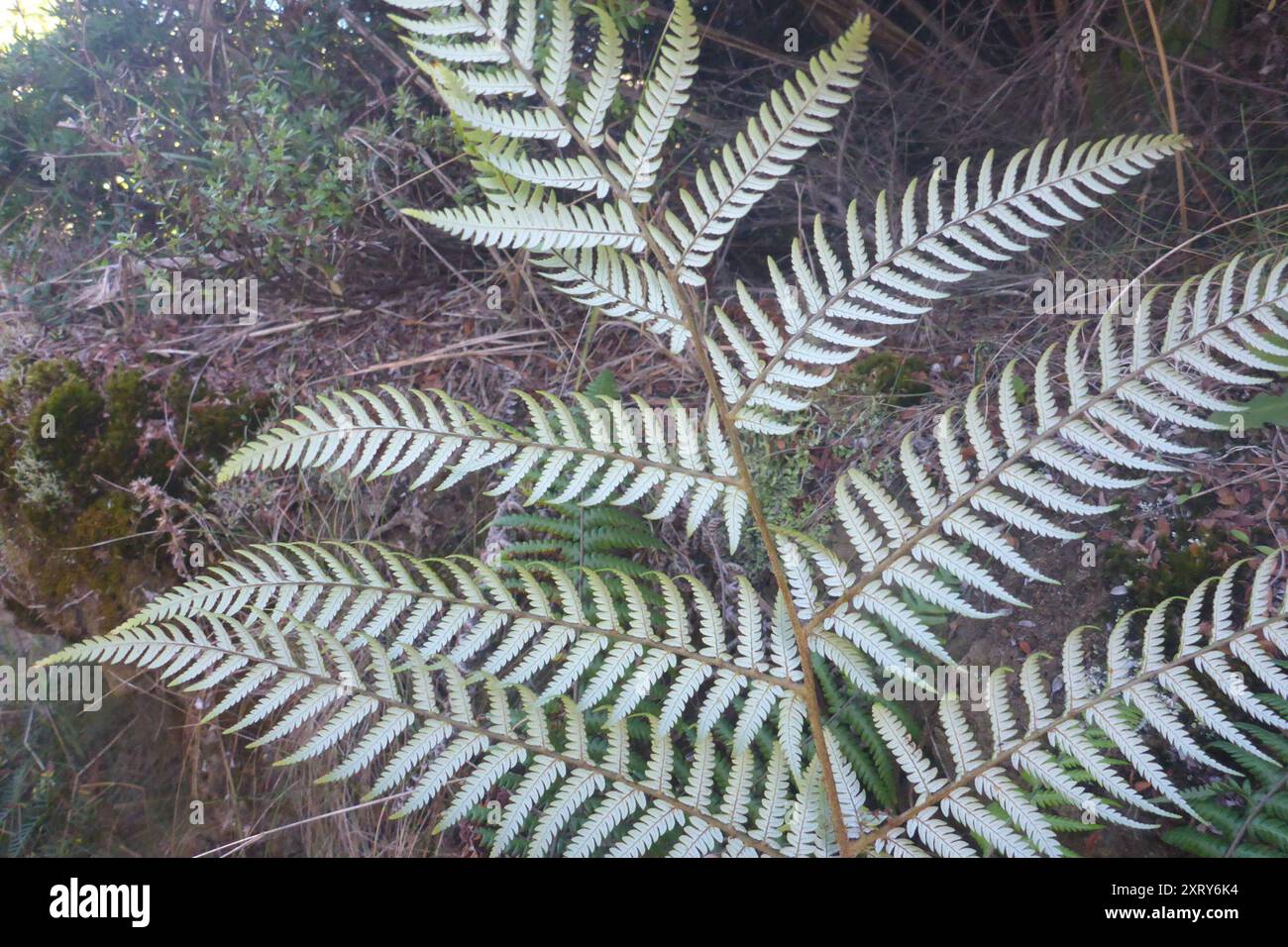 silver fern (Cyathea dealbata) Plantae Stock Photo - Alamy