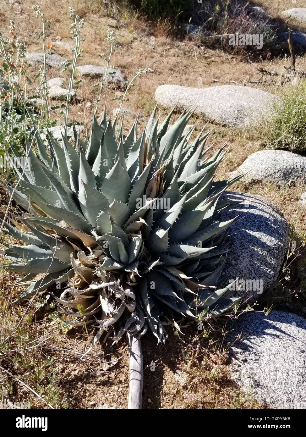 desert agave (Agave deserti) Plantae Stock Photo - Alamy