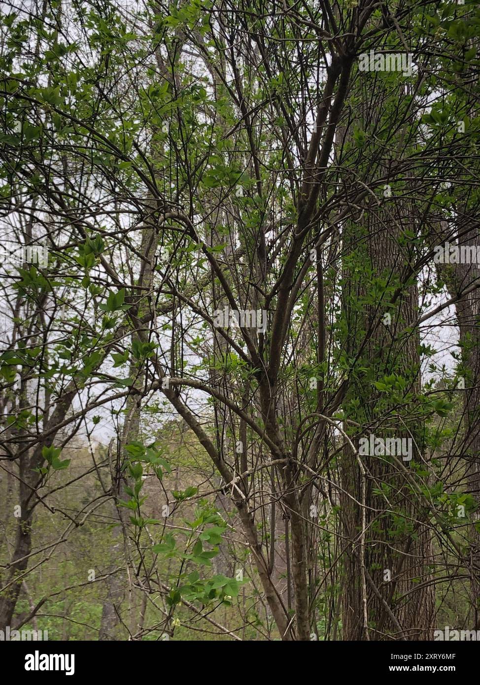 American bladdernut (Staphylea trifolia) Plantae Stock Photo - Alamy