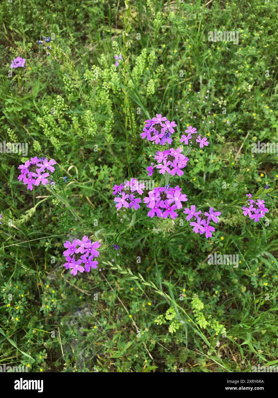 Dakota mock vervain (Glandularia bipinnatifida) Plantae Stock Photo - Alamy