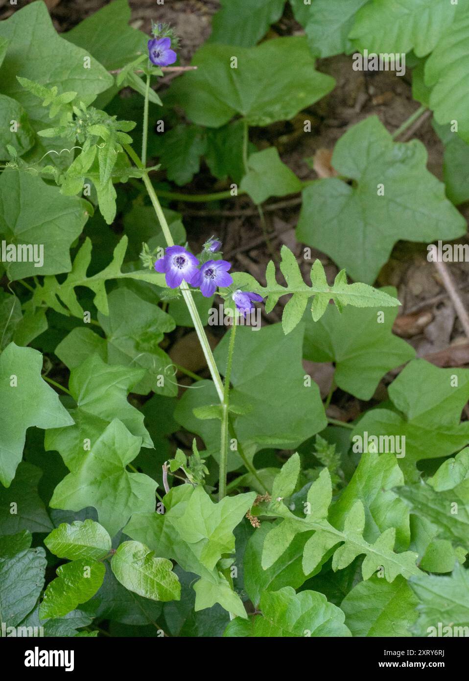 Fiesta Flower (Pholistoma auritum) Plantae Stock Photo - Alamy