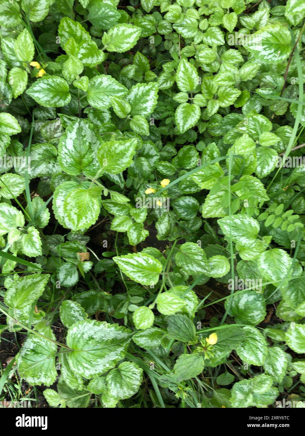Variegated Yellow Archangel (Lamium galeobdolon argentatum) Plantae ...