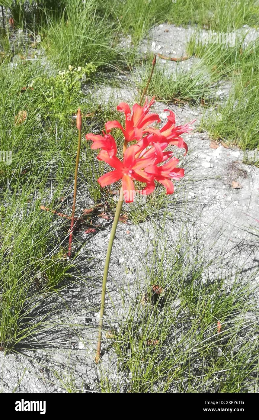 Guernsey lily nerine sarniensis hi-res stock photography and images - Alamy