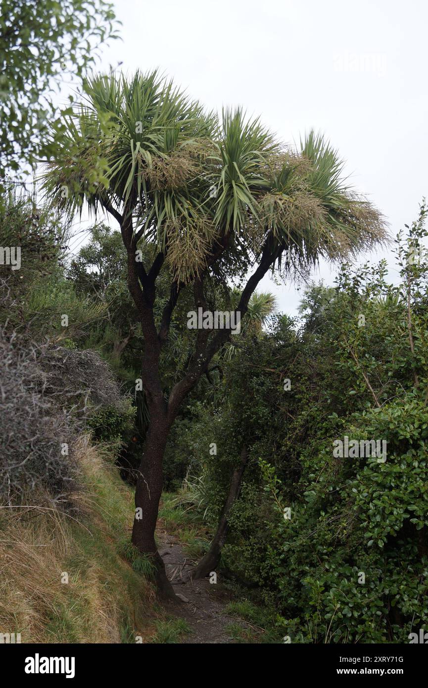 New Zealand cabbage tree (Cordyline australis) Plantae Stock Photo - Alamy