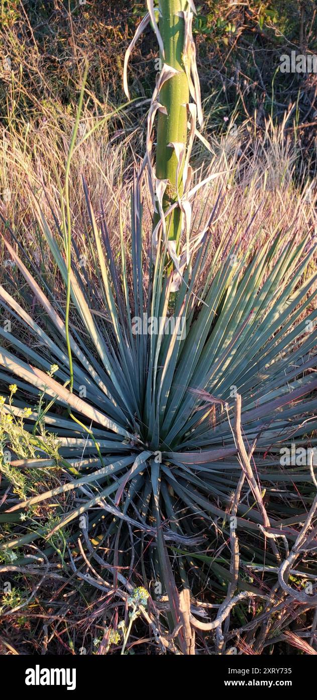 chaparral yucca (Hesperoyucca whipplei) Plantae Stock Photo - Alamy