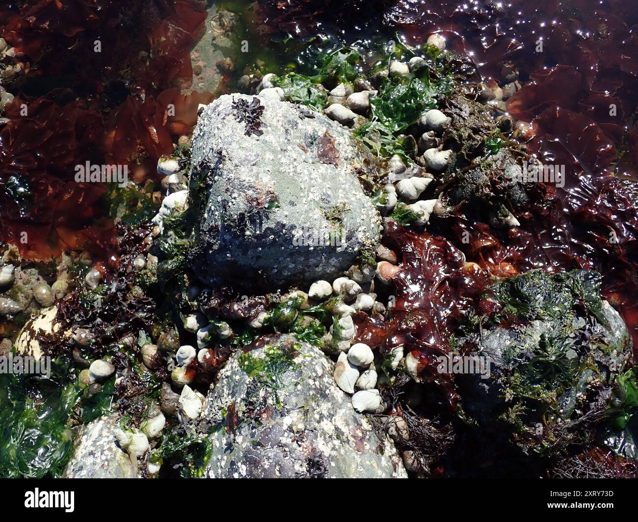 Frilled Dogwinkle (Nucella lamellosa) Mollusca Stock Photo - Alamy